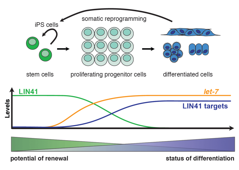 Research – Grosshans Lab